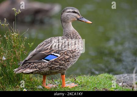 A duck at the Groynes park inÂ Christchurch, New Zealand, on February ...