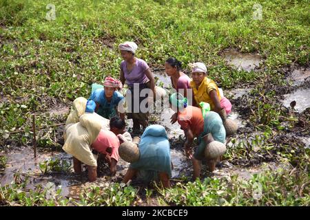 Women from the Tiwa tribe catch fish in a wetland at Dharamtul village ...