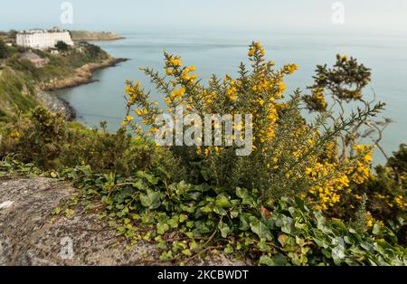 A general view of of Dalkey near the Vico bathing place, Hawk Cliff ...