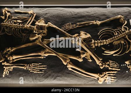 Skeletons of gladiators from the necropolis of York at the exhibition ...