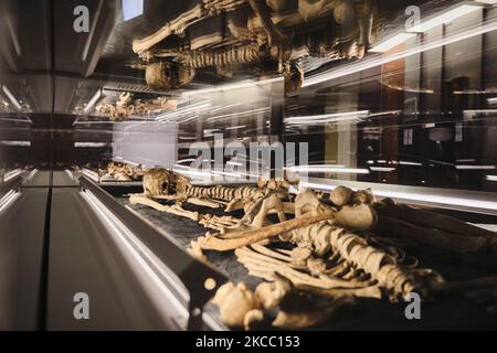 Skeletons of gladiators from the necropolis of York at the exhibition ...