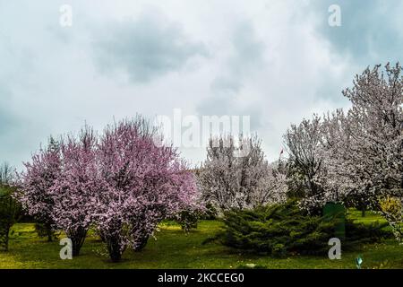 A cherry blossom tree is seen at Anitkabir, the mausoleum of modern ...