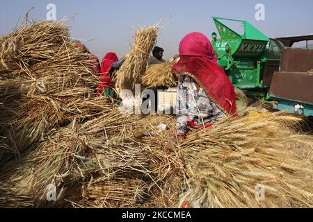 Indian Farmer Thresh The Harvested Wheat Crop In The Outskirts Of Ajmer ...