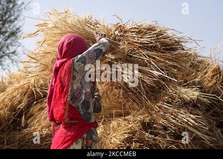 Indian Farmer Thresh The Harvested Wheat Crop In The Outskirts Of Ajmer ...