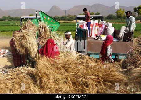 Indian Farmer Thresh The Harvested Wheat Crop In The Outskirts Of Ajmer ...