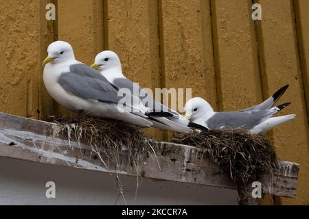Common gull breeding on a windowsill in Nusfjord at the Lofoten islands ...