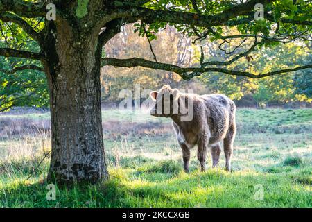 Bulls and Cows on Devon Farms, English Village, England, Europe Stock ...
