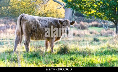 Bulls and Cows on Devon Farms, English Village, England, Europe Stock ...