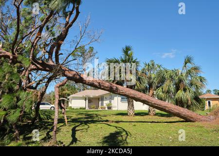 Fallen down big tree after hurricane Ian in Florida. Consequences of ...