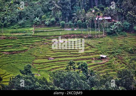 Farmland along the mountainside in Pussellawa, Sri Lanka. (Photo by ...