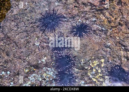 Rock Boring Urchins (Burrowing Sea Urchins) in the South Pacific Sea in ...