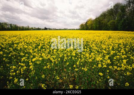 Rapeseed blooms in a field in Cologne, Germany on May 4, 2021 (Photo by ...