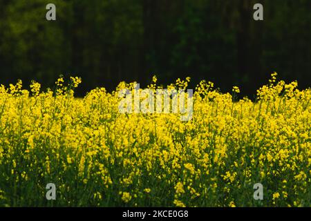Rapeseed blooms in a field in Cologne, Germany on May 4, 2021 (Photo by ...