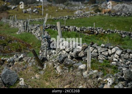 Stone walled fields on Inishnee island seen from Roundstone. On Friday ...