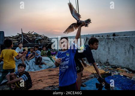 Pigeon handlers call in his birds with the help of female pigeons which ...
