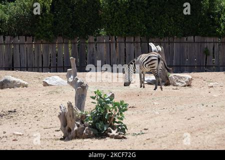 A view at the largest Attica Zoo Park in Greece on May 25, 2021. This ...