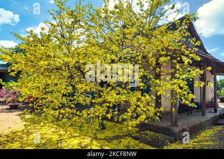 Apricot tree blooms in front of the house on a spring morning. This is ...