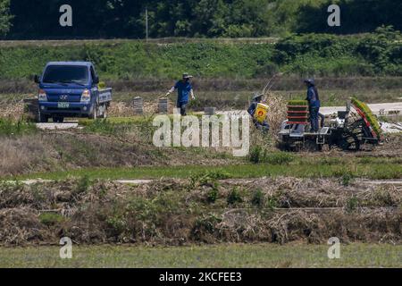 Farmers manage young rice plants at rice farm field in Sangju, South ...