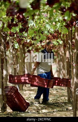 Workers collect harvested grapes in a grape field for export to Europe ...