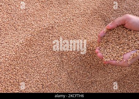 An Indian Farmer spread wheat grain to dry at a local distribution ...