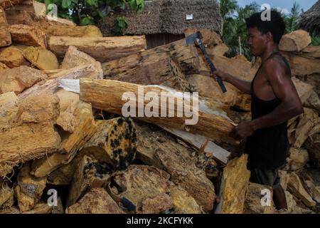 A worker is seen processing material from sago palms into flour at a ...