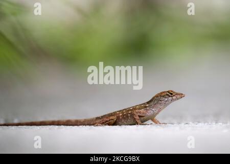 Macro closeup of blown alone lizard warming on summer sun. Anolis ...