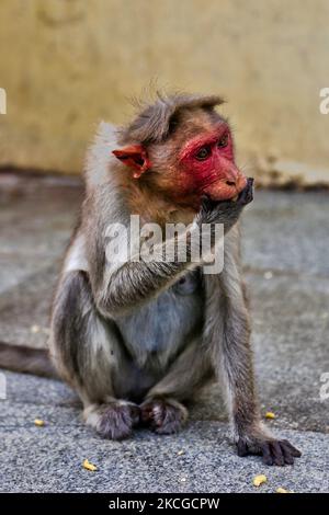 Rhesus monkeys (Macaca mulatta) at the mountaintop Ganesh (Pillayar ...