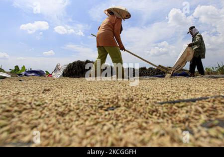 A farmers seen spreading out the Rice grain with their rakes at a rice ...