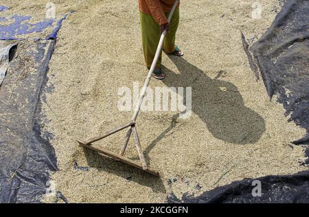 A farmers seen spreading out the Rice grain with their rakes at a rice ...