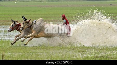 Cattle race during a Moichara sports in Bantra village, South 24 ...
