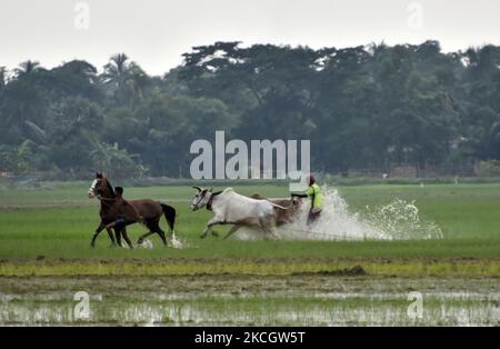 Cattle race during a Moichara sports in Bantra village, South 24 ...