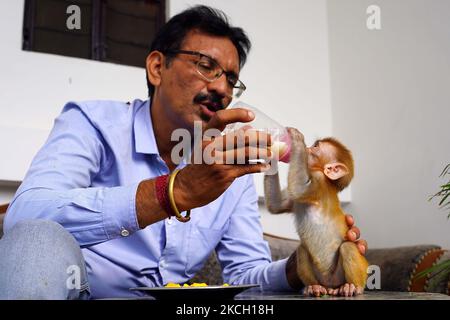 An Infant Monkey Playing With Snake Rescuer Vijay Yadav Who Recently ...
