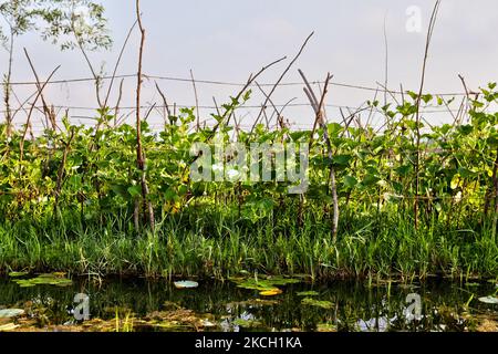 Floating vegetable gardens deep along the backwaters of Dal Lake in ...