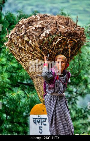 Hindu Thakur woman in traditional clothing carrying a bundle of sticks ...