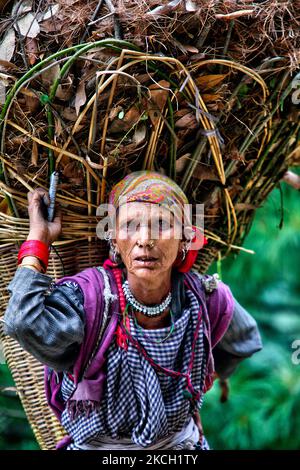 Hindu Thakur woman in traditional clothing carrying a bundle of sticks ...