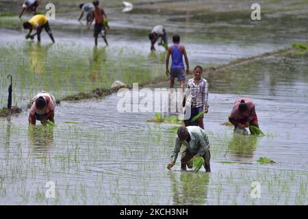 Indian farmers plant rice saplings at a paddy field at a village in ...