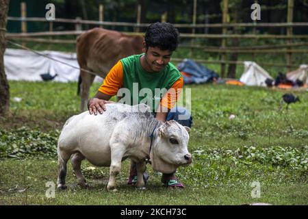 An attendent takes care a dwarf cow named Rani, whose owners applied to ...