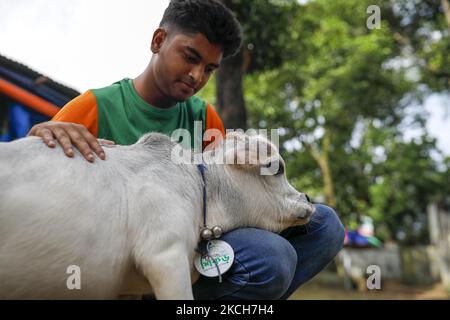 A dwarf cow named Rani is pictured at a farm as owner hopes to break ...