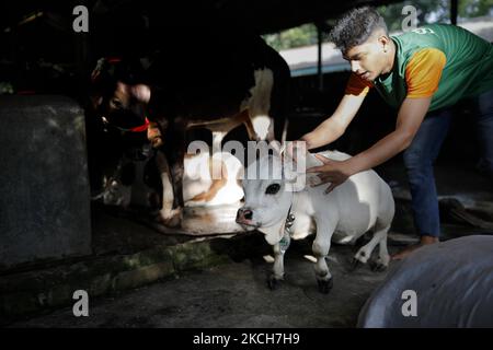A dwarf cow named Rani is pictured at a farm as owner hopes to break ...