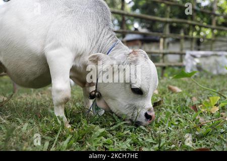 A dwarf cow named Rani is pictured at a farm as owner hopes to break ...