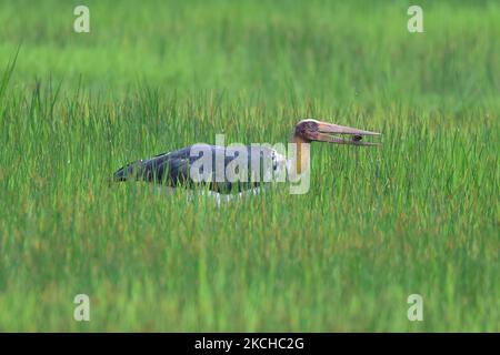 An adjutant stork search food in a paddy field in Nagaon district of ...