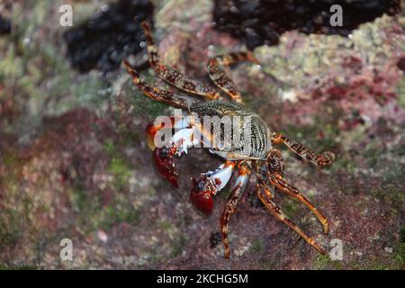 Large crab scuttling along the rocks by the ocean in Guardalavaca, Cuba ...