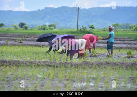 Women plant rice saplings at a paddy field in Hooghly district of West ...