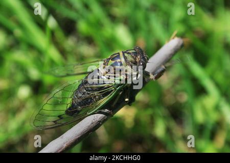 Common cicada (Tibicen linnei) on a branch in Toronto, Ontario, Canada ...