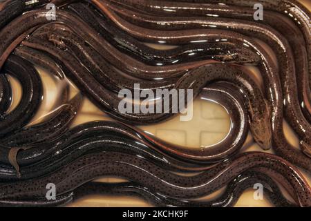 Asian swamp eel (Monopterus albus) isolated on white background Stock ...