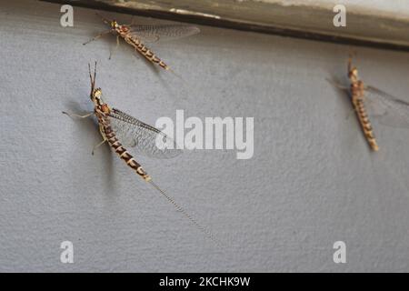 Common Burrower Mayfly (Ephemera danica) larva, in shallow water ...