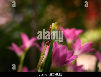 The Indian lily moth (Polytela gloriosae) caterpillar is a moth of the ...