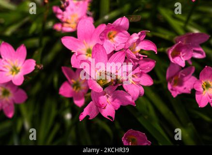 The Indian lily moth (Polytela gloriosae) caterpillar is a moth of the ...