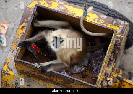 A langur monkey playing inside the construction machine in Pushkar ...
