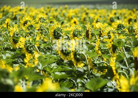 Sunflower field in Vinnytsia region, Ukraine. July 2021 (Photo by Maxym ...